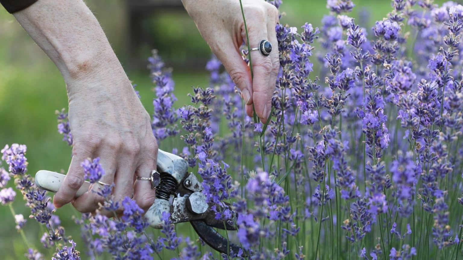 How to Trim Your Lavender for More Summer Blooms